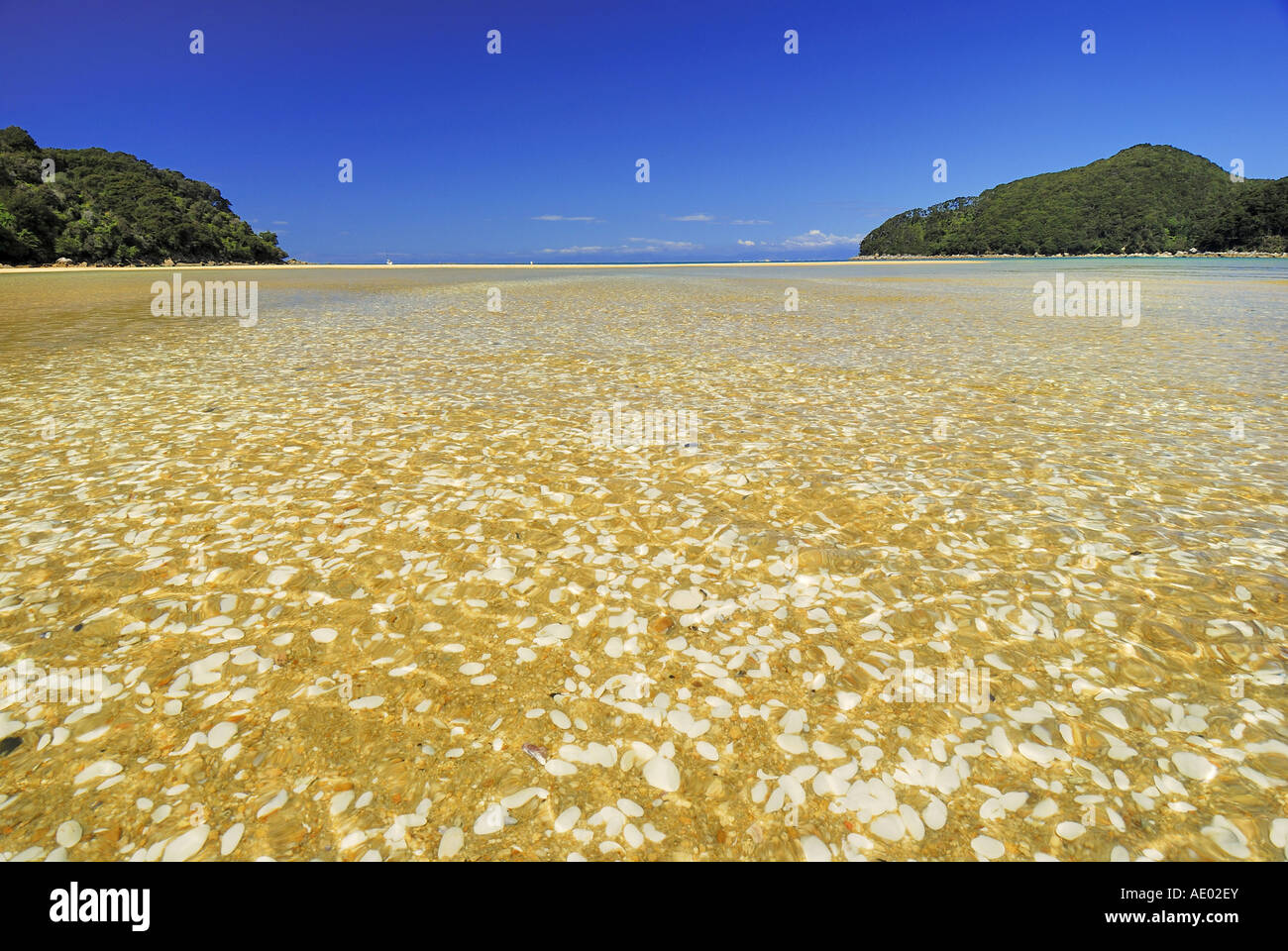 Seashells at the beach of bark bay hi-res stock photography and images ...