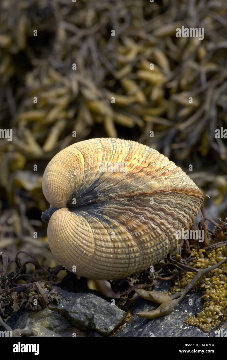 common cockle, common European cockle, edible cockle (Cerastoderma ...