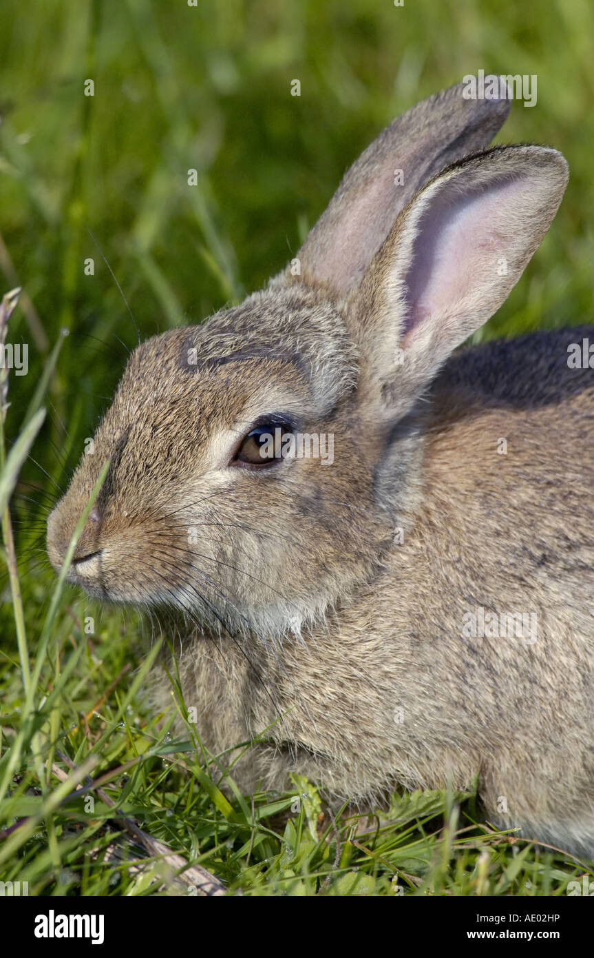 European rabbit (Oryctolagus cuniculus), portrait, United Kingdom ...