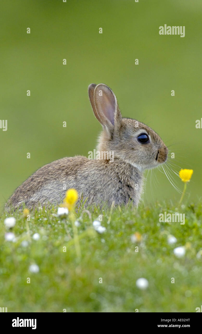 European rabbit (Oryctolagus cuniculus), young rabbit in flowering ...