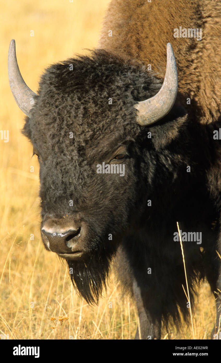 Bison Bison bison buffalo A close up of the head of a Bison standing on ...