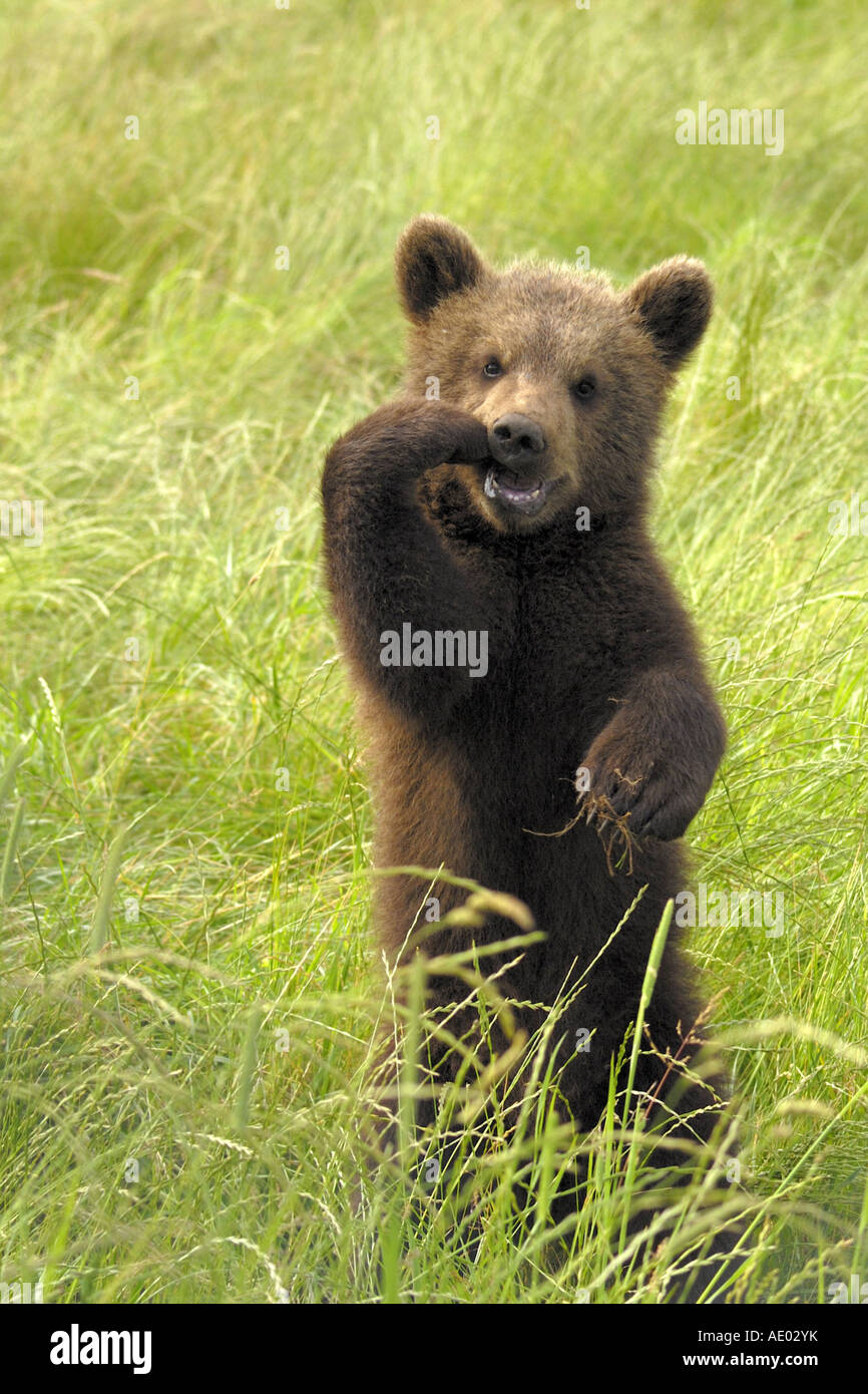 European brown bear (Ursus arctos arctos), cub standing upright ...