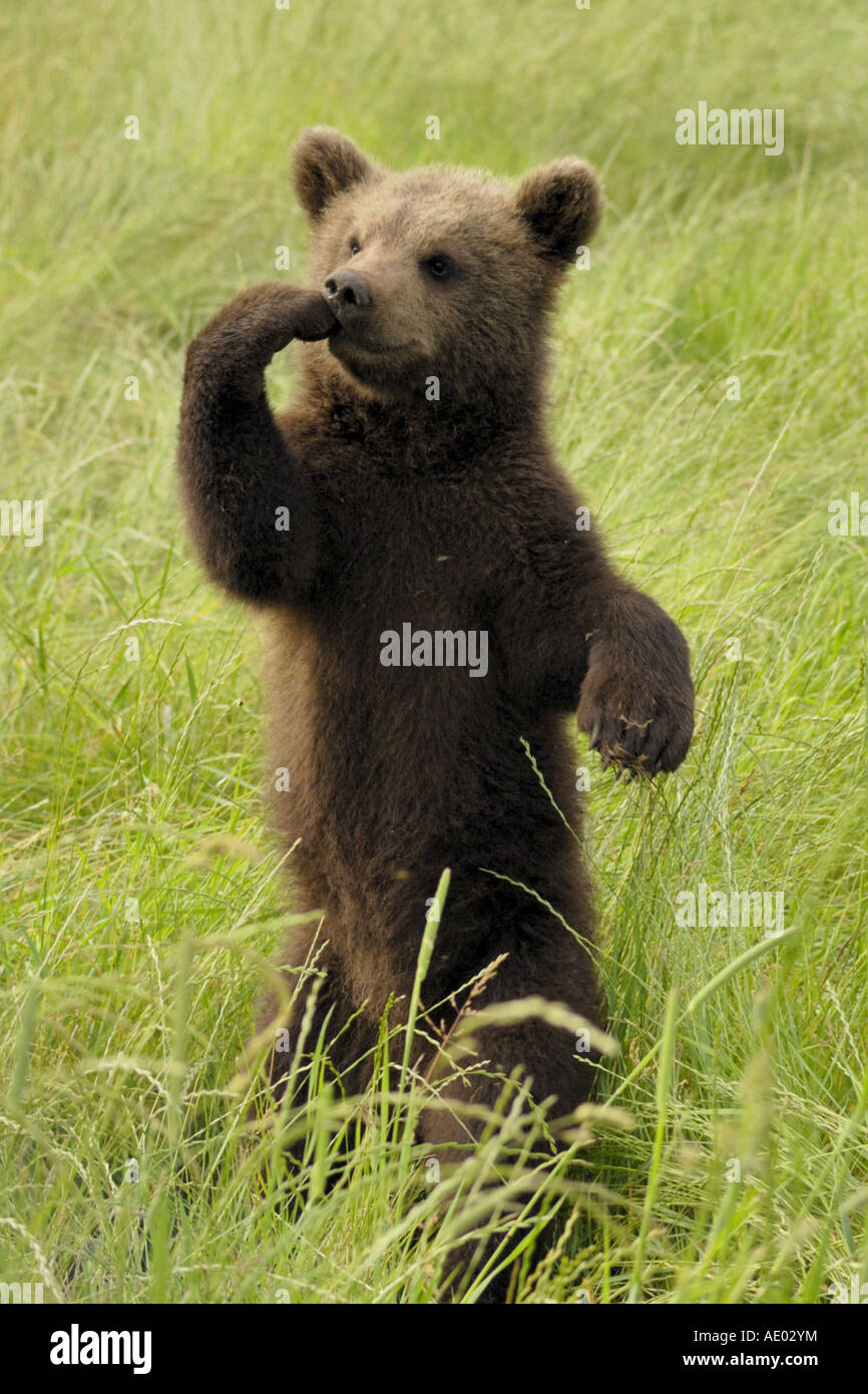 European brown bear (Ursus arctos arctos), cub standing upright ...