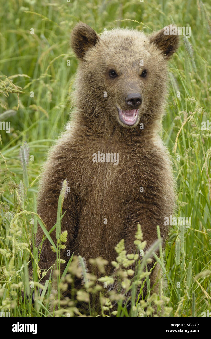 European brown bear (Ursus arctos arctos), cubs standing upright ...