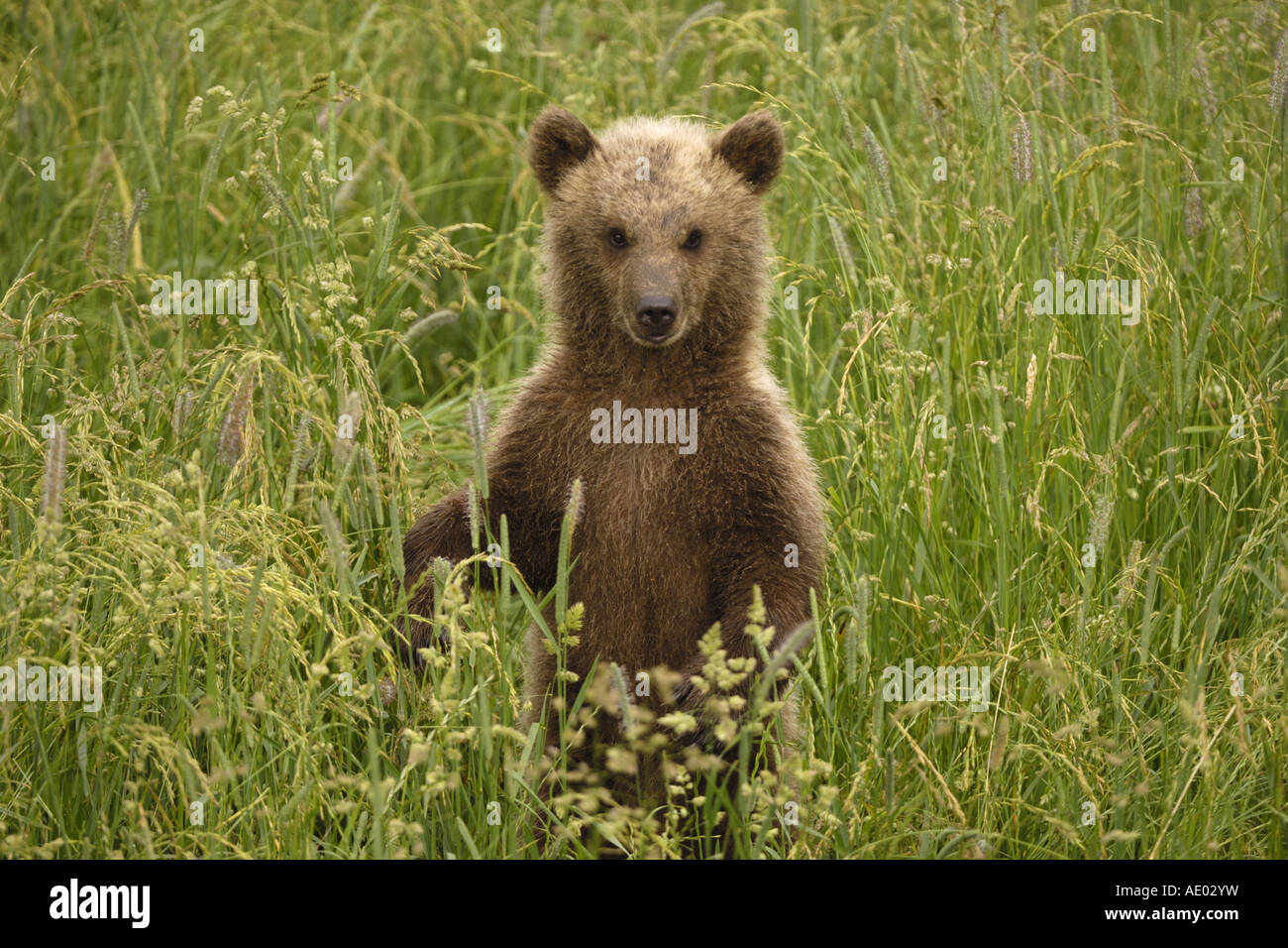 European brown bear (Ursus arctos arctos), cubs standing upright ...