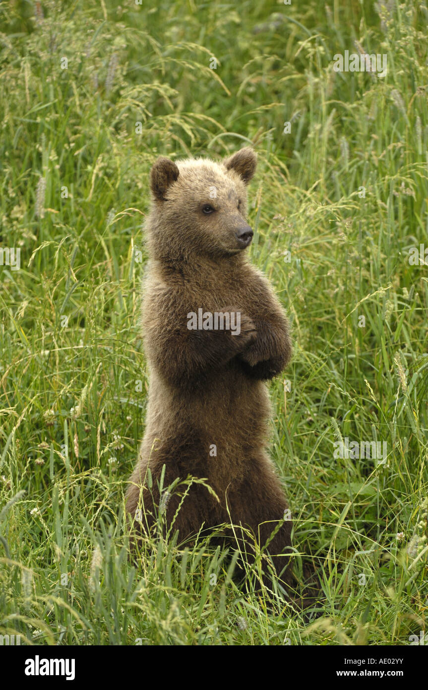 European brown bear (Ursus arctos arctos), cubs standing upright ...