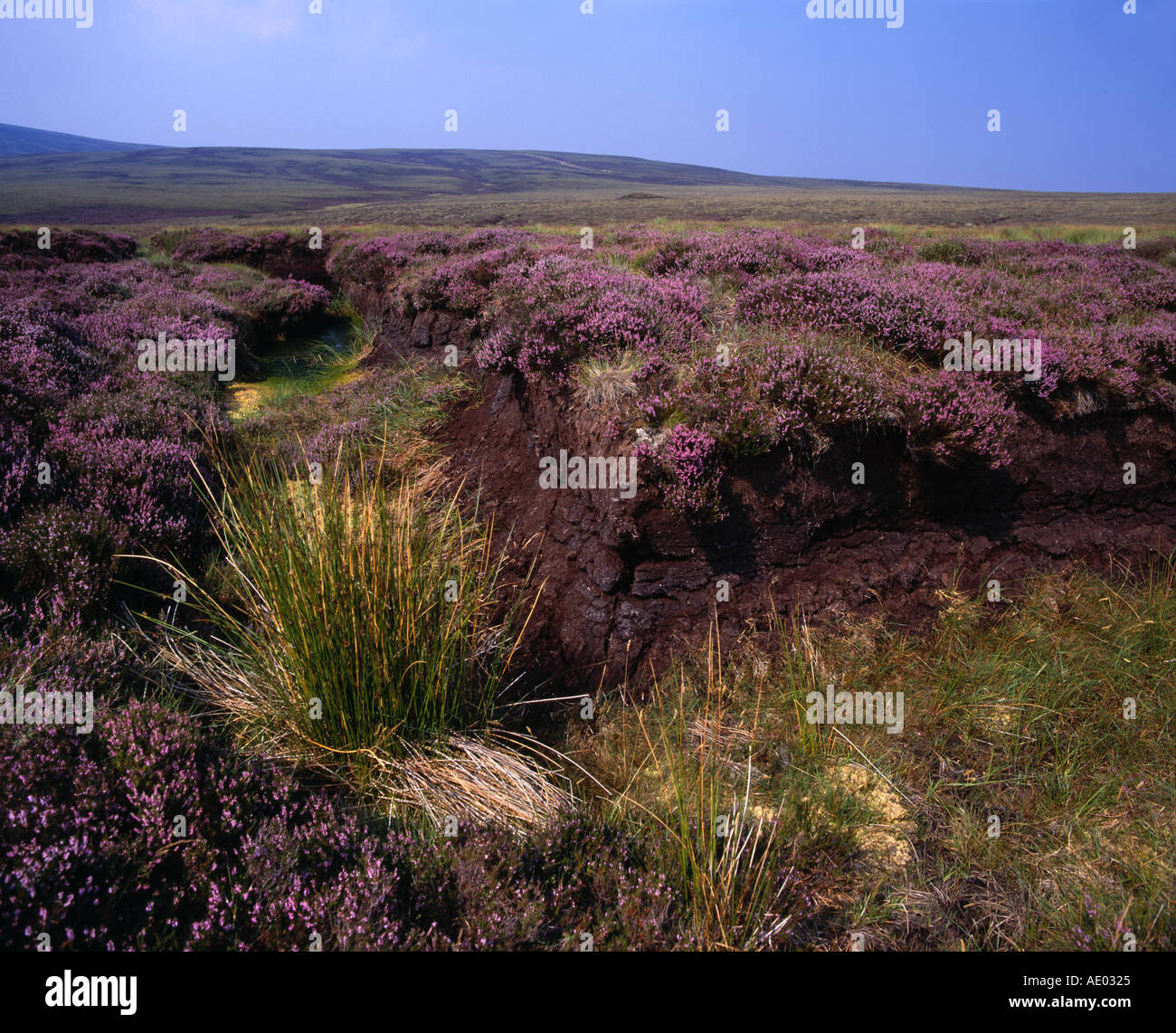 Heather flowering on peat bog in the Wicklow Mountains County Wicklow ...