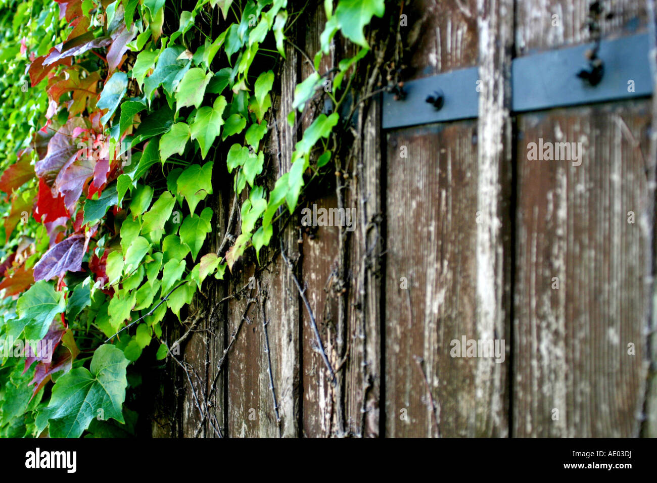 Boston ivy, Japanese creeper (Parthenocissus tricuspidata), at a barn ...