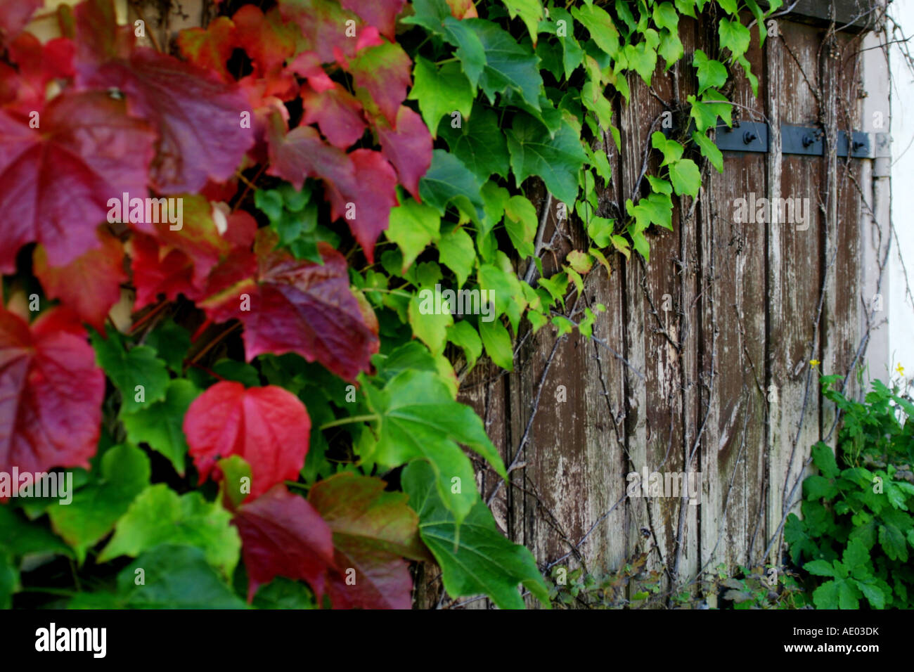 Boston ivy, Japanese creeper (Parthenocissus tricuspidata), at a barn ...