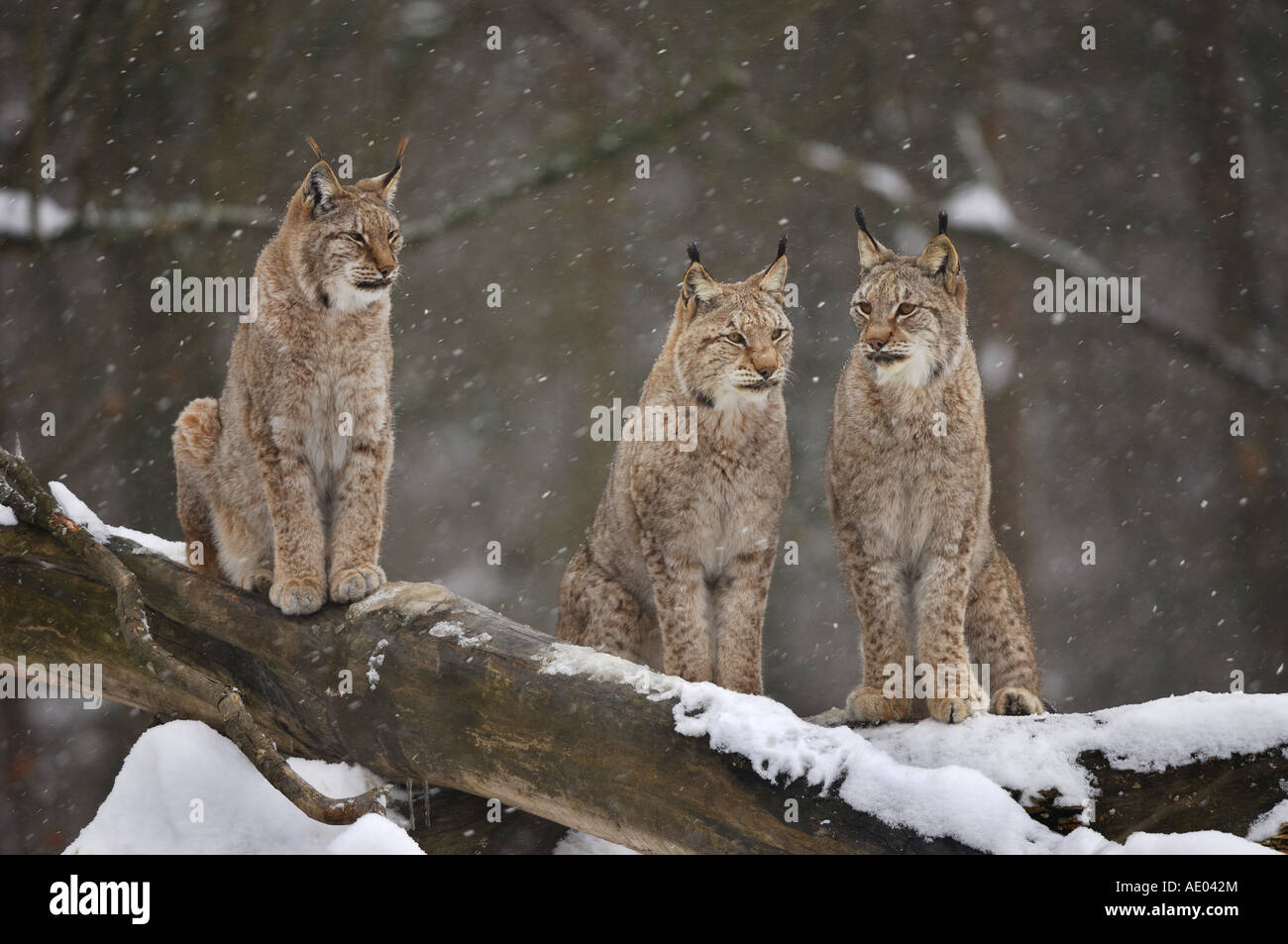 Eurasian lynx (Lynx lynx), three individuals in snowfall, Germany Stock ...