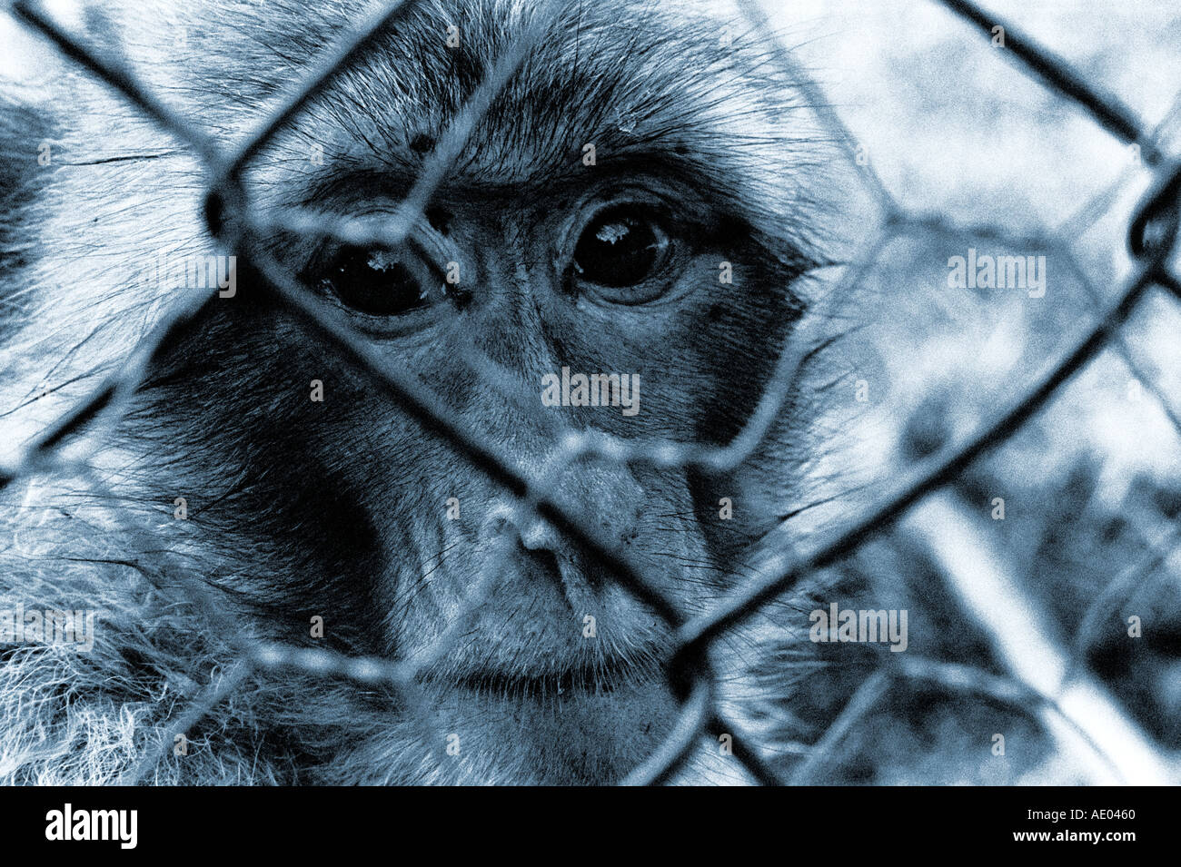 ape behind wire mesh Stock Photo - Alamy
