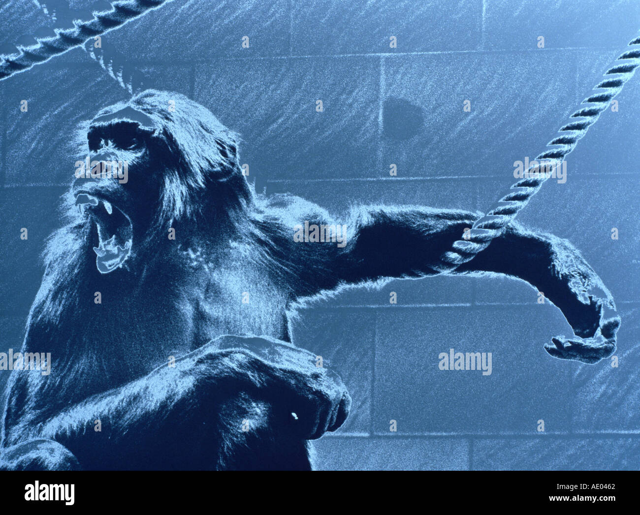 Aggressive Chimpanzee High Resolution Stock Photography and Images - Alamy