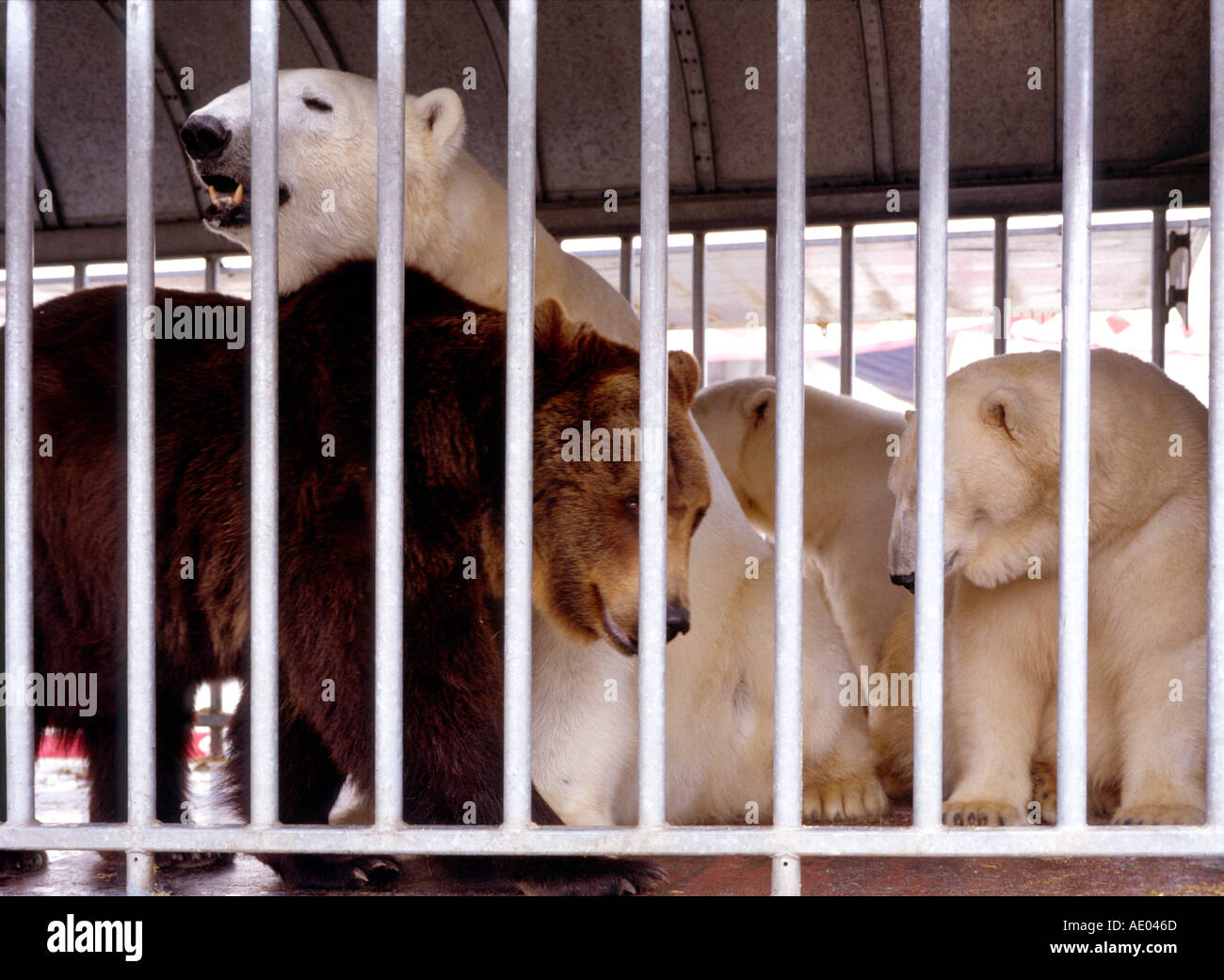 circus bears behind trellis Stock Photo - Alamy