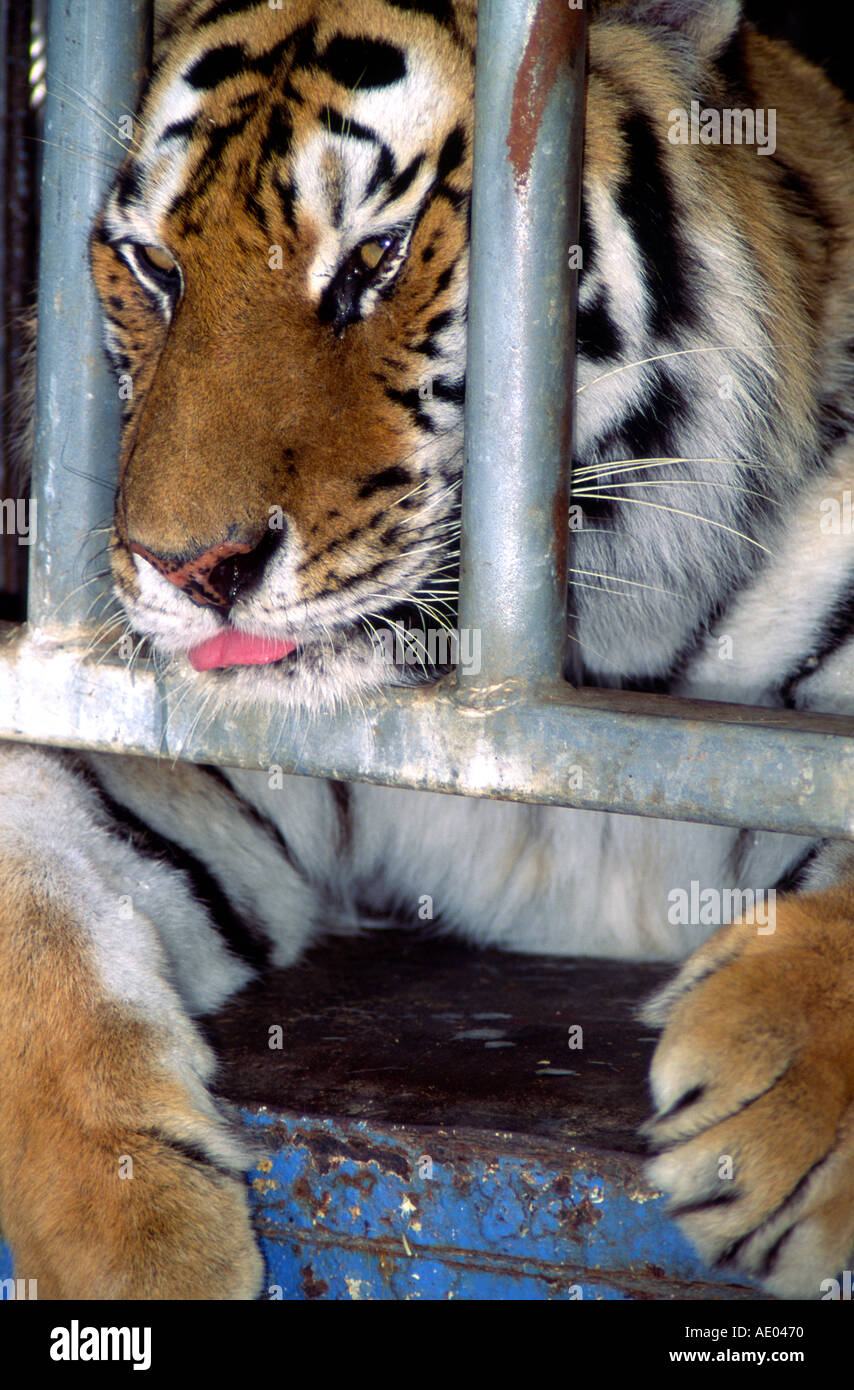 circus tiger behind trellis Stock Photo - Alamy