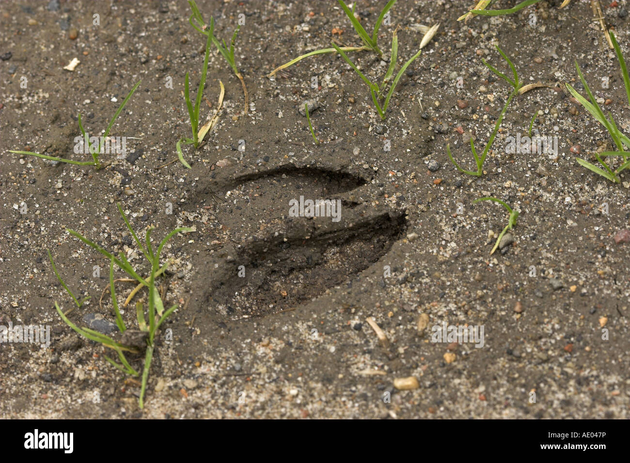 roe deer (Capreolus capreolus), footprint Stock Photo - Alamy