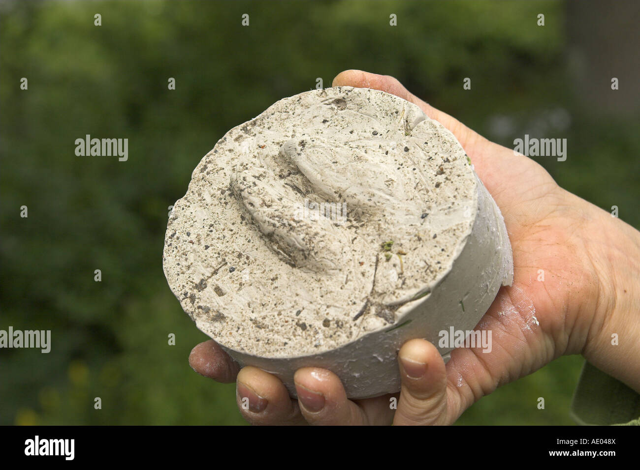 child making a cement copy of the trace of a roe deer Stock Photo - Alamy