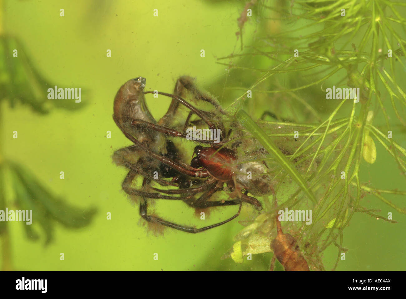 European water spider (Argyroneta aquatica), female banishing a ...