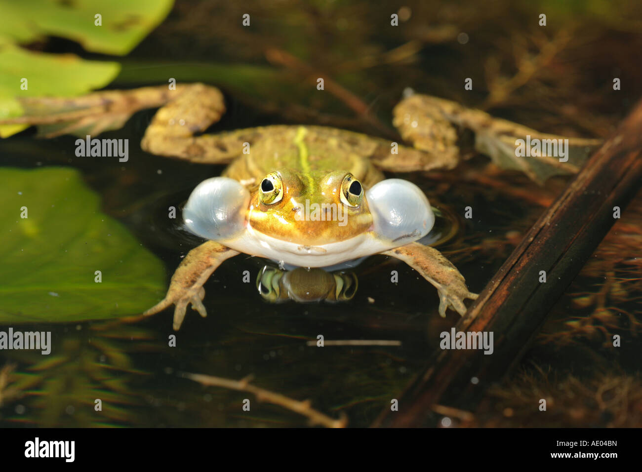 European edible frog, common edible frog (Rana esculenta), single ...