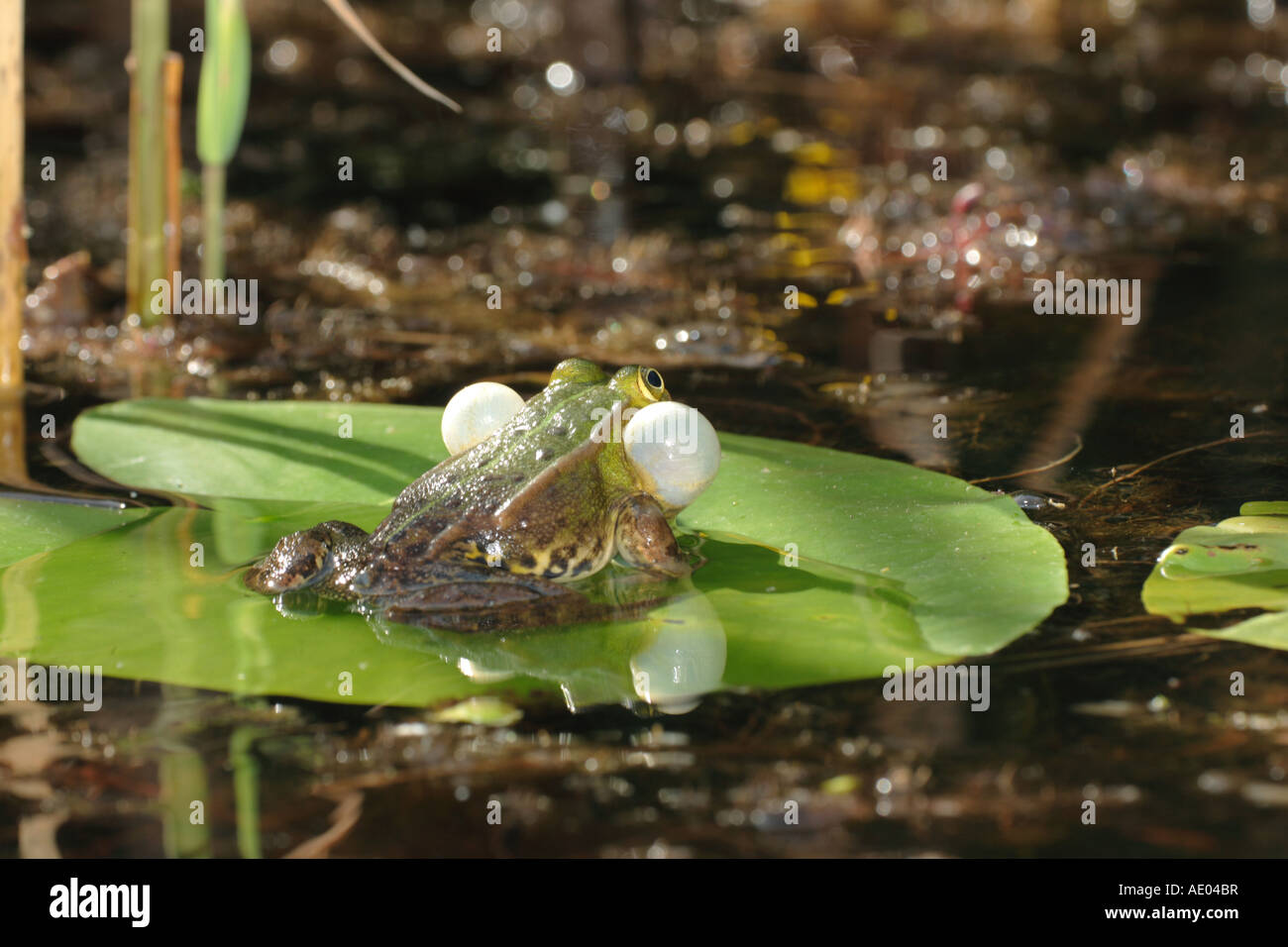 European edible frog, common edible frog (Rana esculenta), single ...