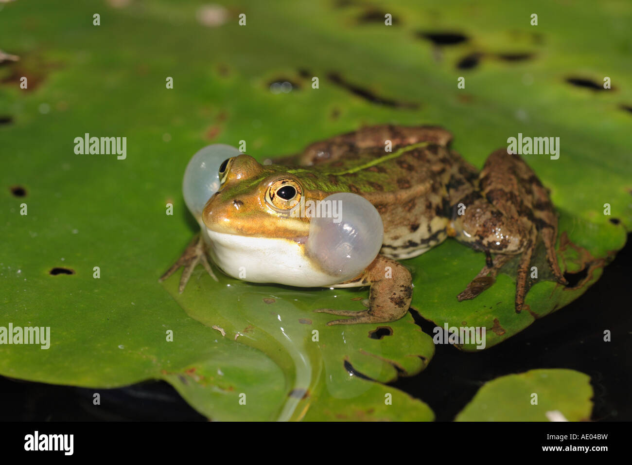 European edible frog, common edible frog (Rana esculenta), single ...