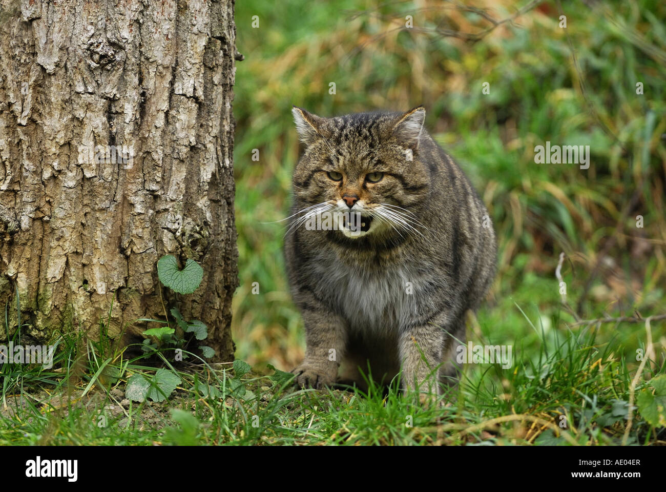 European wildcat, forest wildcat (Felis silvestris silvestris), with ...