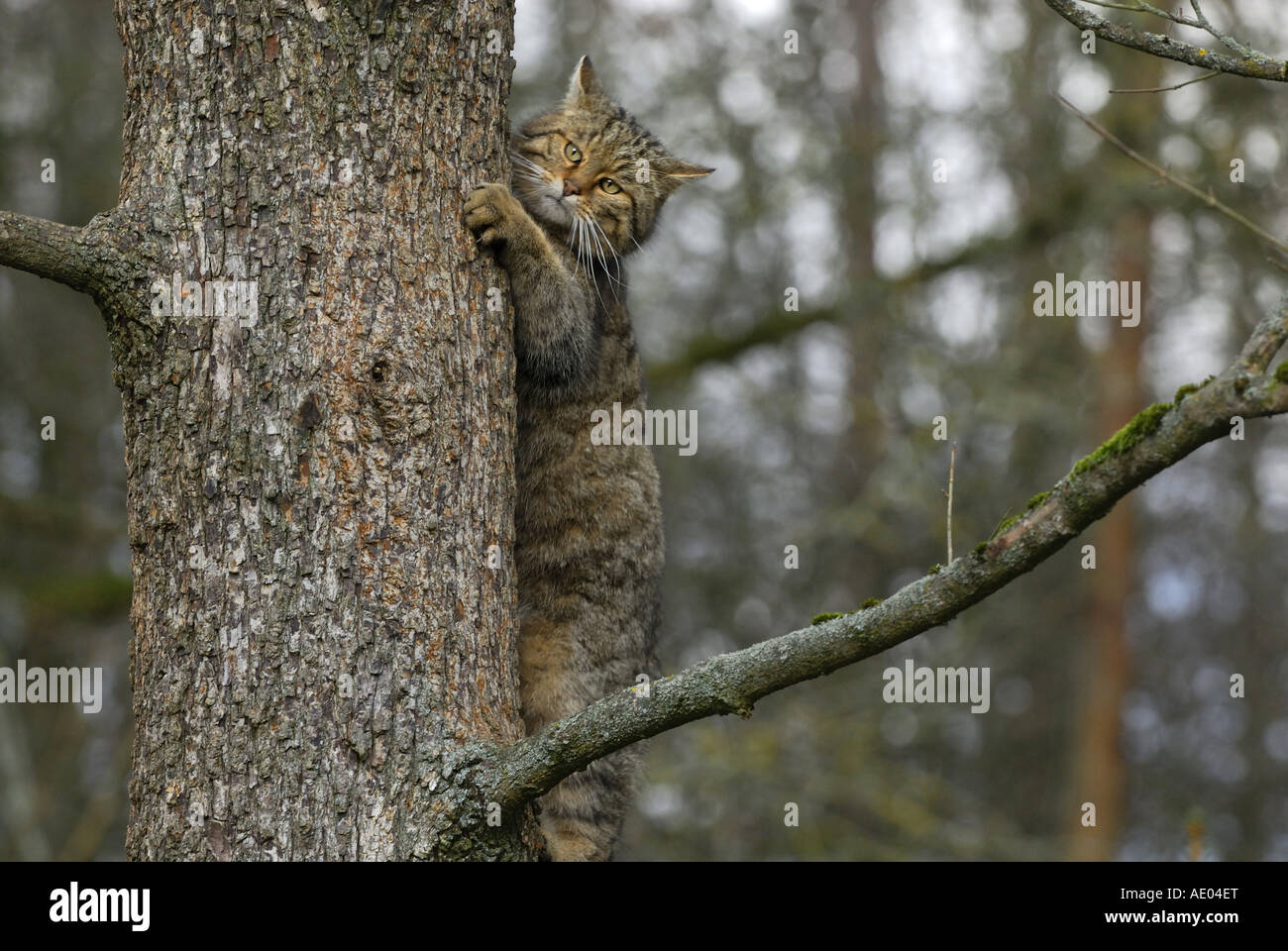 European wildcat, forest wildcat (Felis silvestris silvestris ...