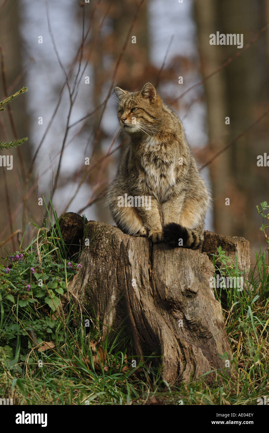 European wildcat, forest wildcat (Felis silvestris silvestris), on tree ...