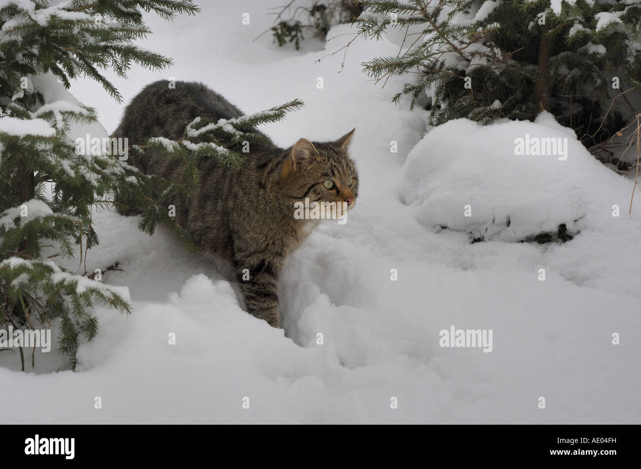 European wildcat, forest wildcat (Felis silvestris silvestris), in snow ...
