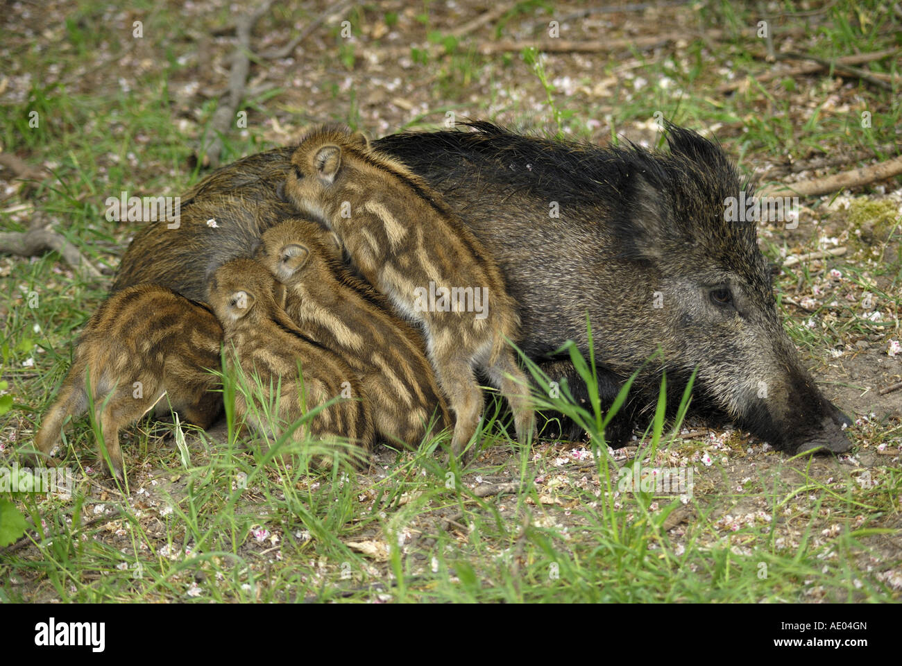 wild boar, pig, wild boar (Sus scrofa), wild sow suckles piglets ...