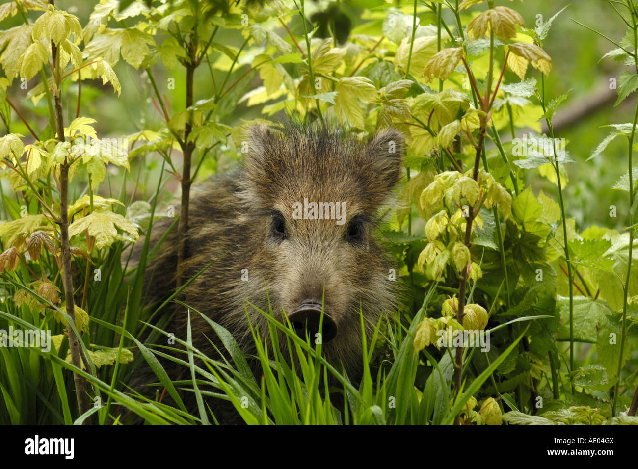 wild boar, pig, wild boar (Sus scrofa), piglet, Germany, Baden ...