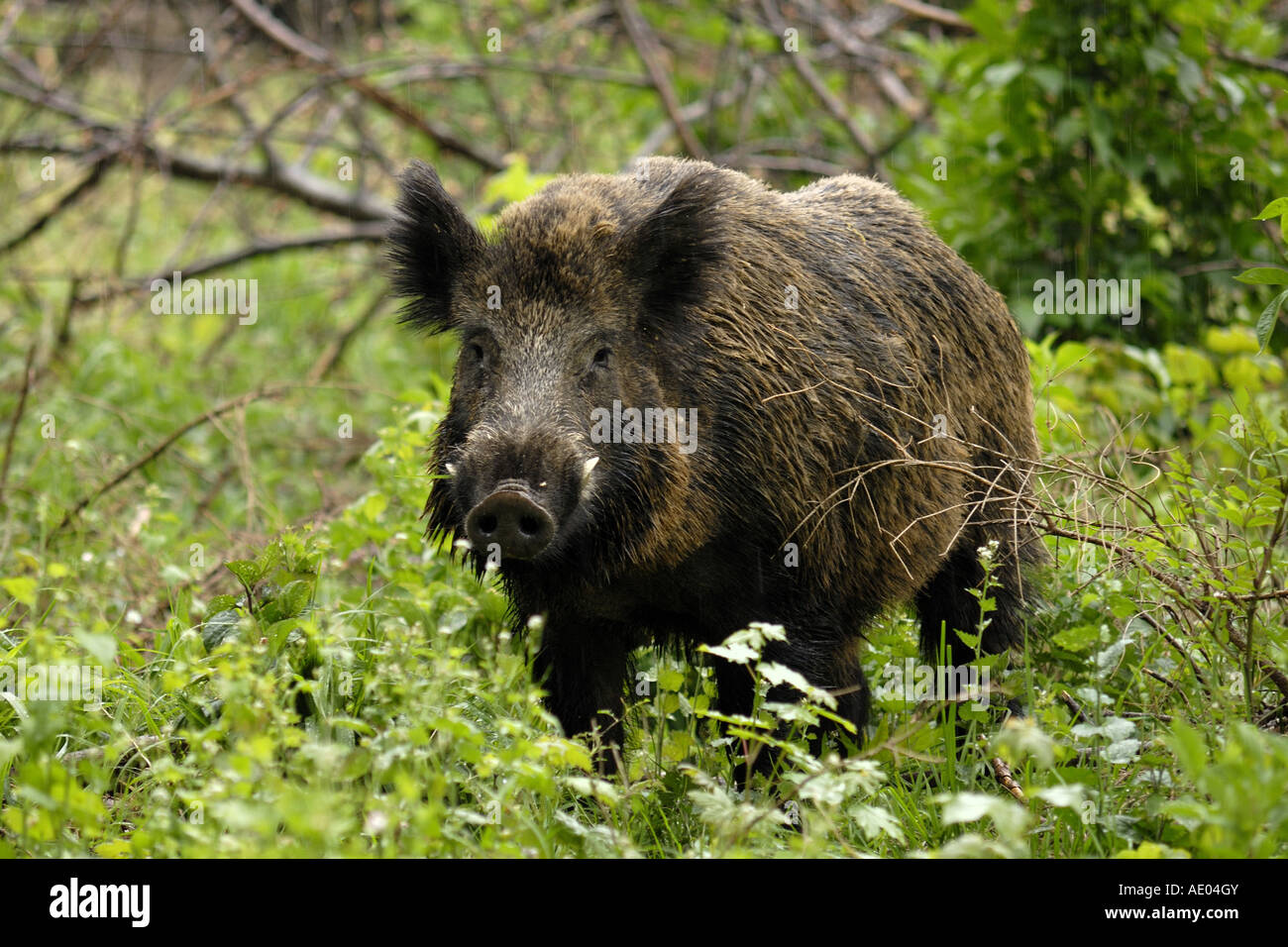 Wild pig boar teeth hi-res stock photography and images - Alamy