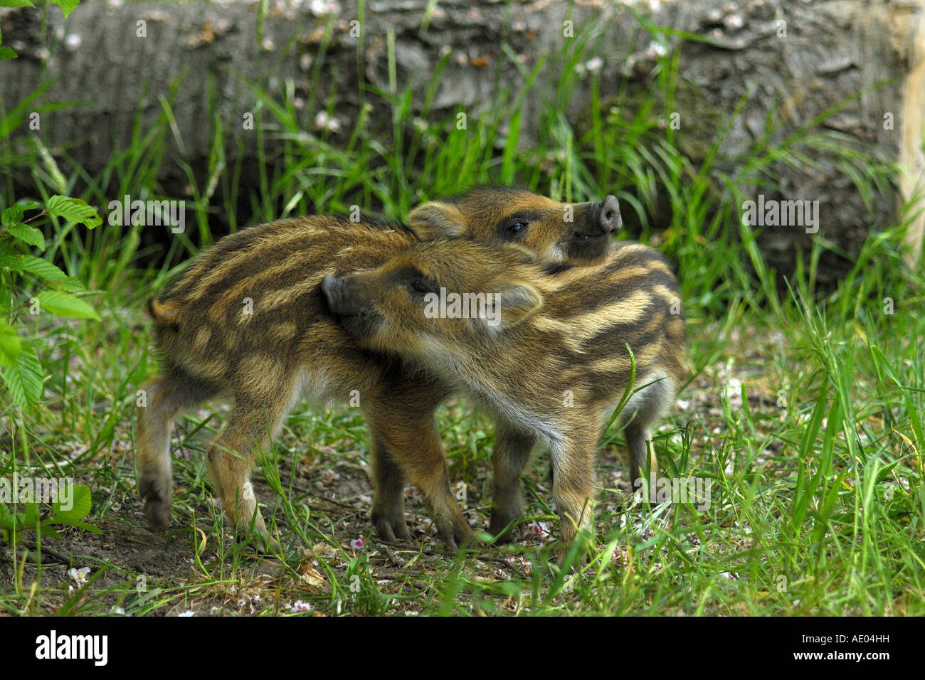 wild boar, pig, wild boar (Sus scrofa), piglets, Germany, Baden ...