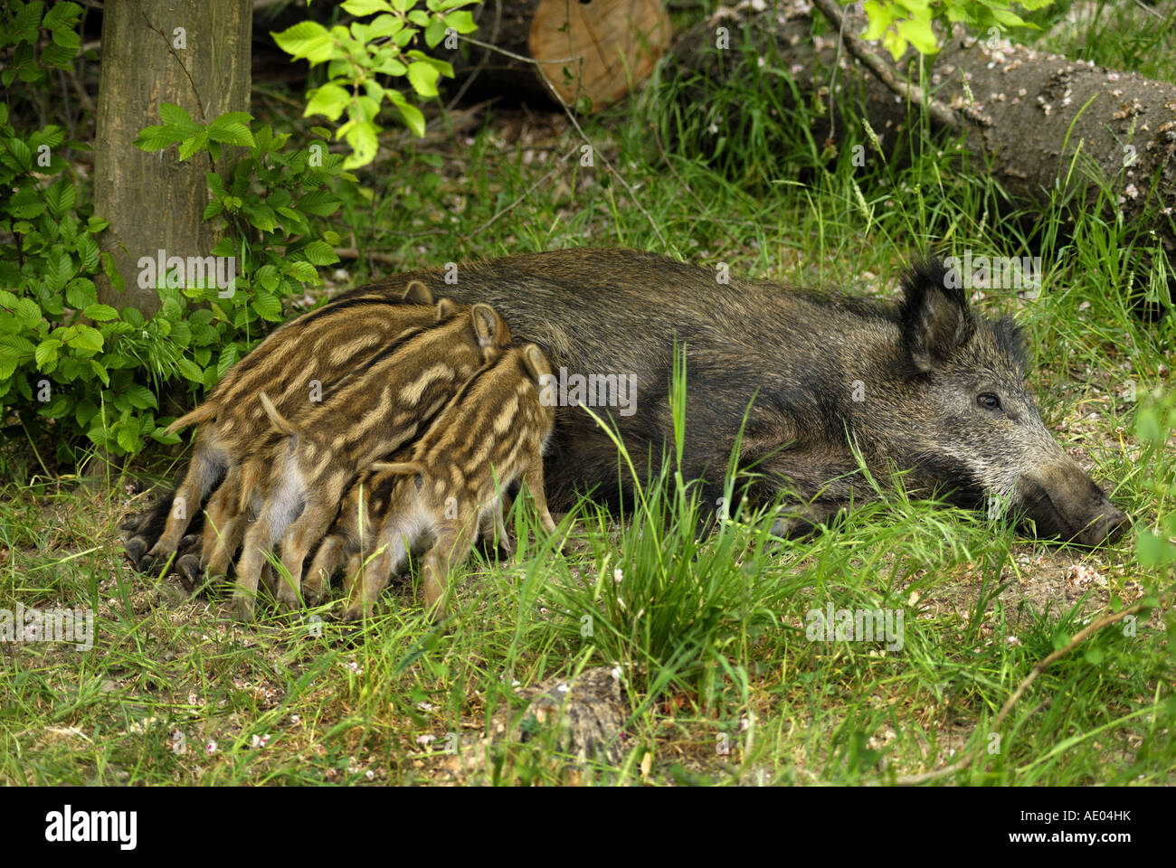 wild boar, pig, wild boar (Sus scrofa), wild sow suckles piglets ...