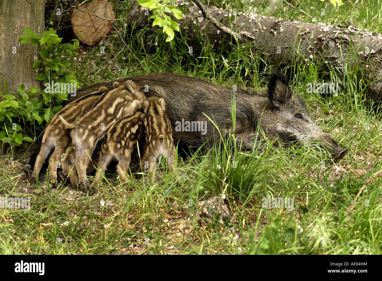 wild boar, pig, wild boar (Sus scrofa), wild sow suckles piglets ...