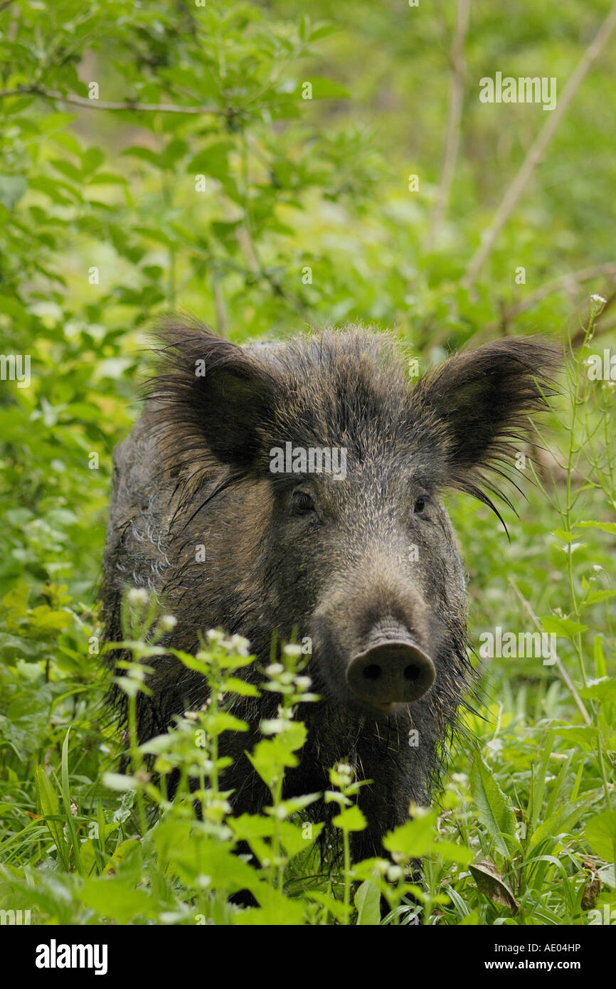 wild boar, pig, wild boar (Sus scrofa), wild sow in sommer, Germany ...