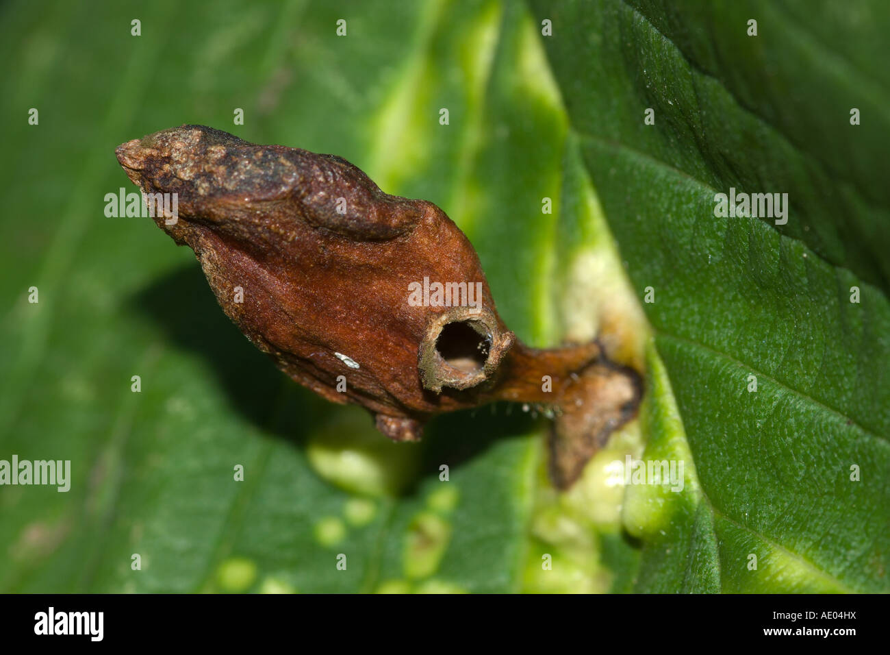 Fig gall hi-res stock photography and images - Alamy