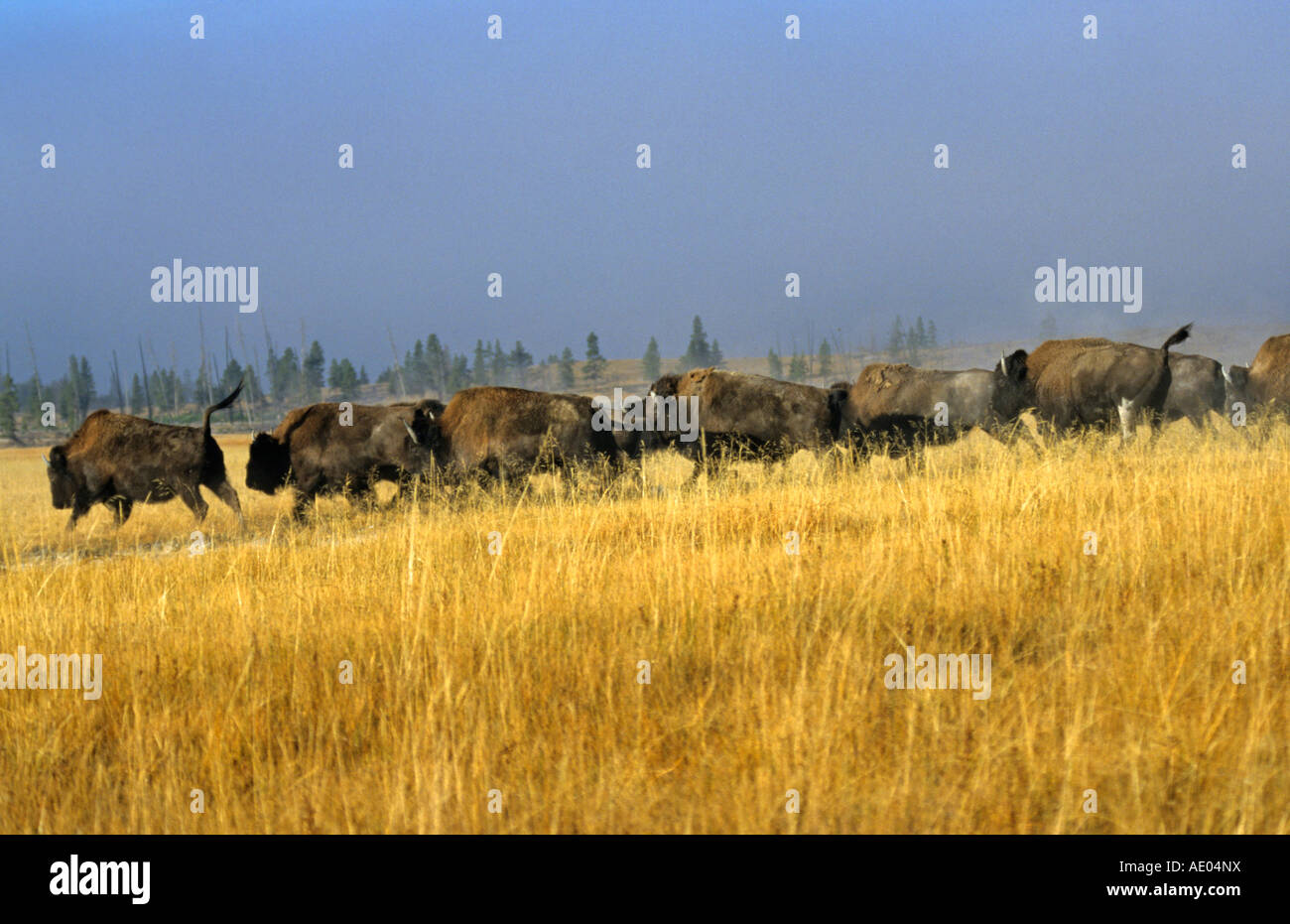 Stampede bison hi-res stock photography and images - Alamy