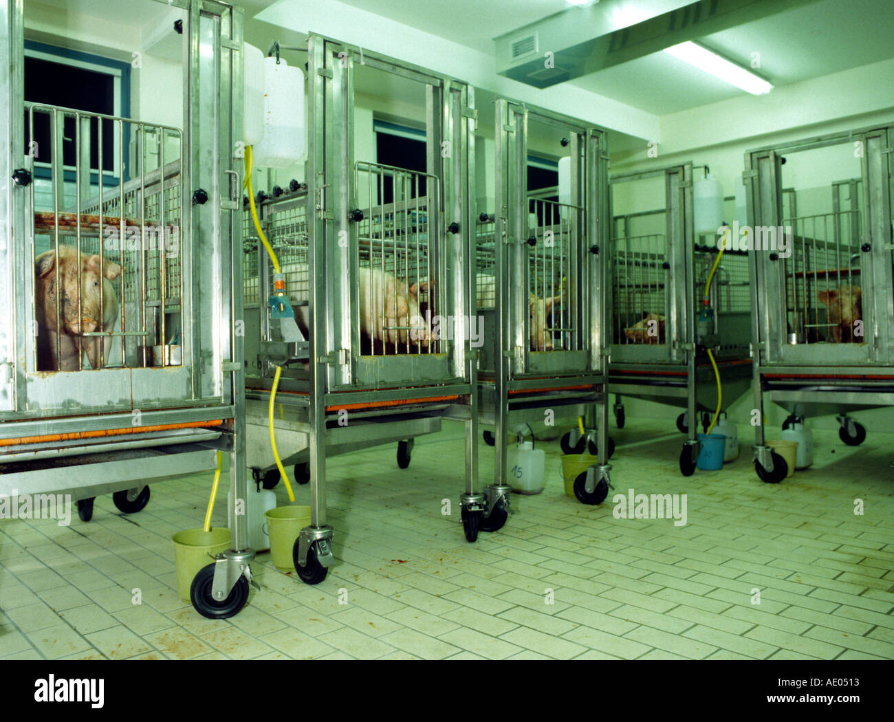 Versuchstiere hi-res stock photography and images - Alamy