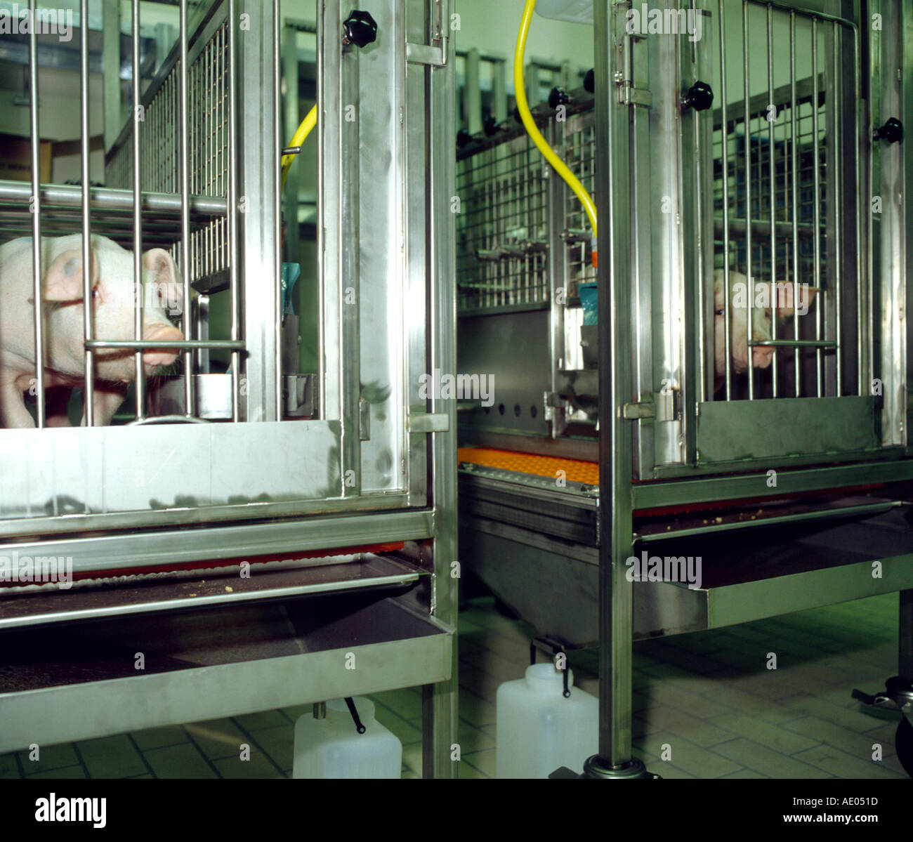 pigs as experimental animals Stock Photo - Alamy