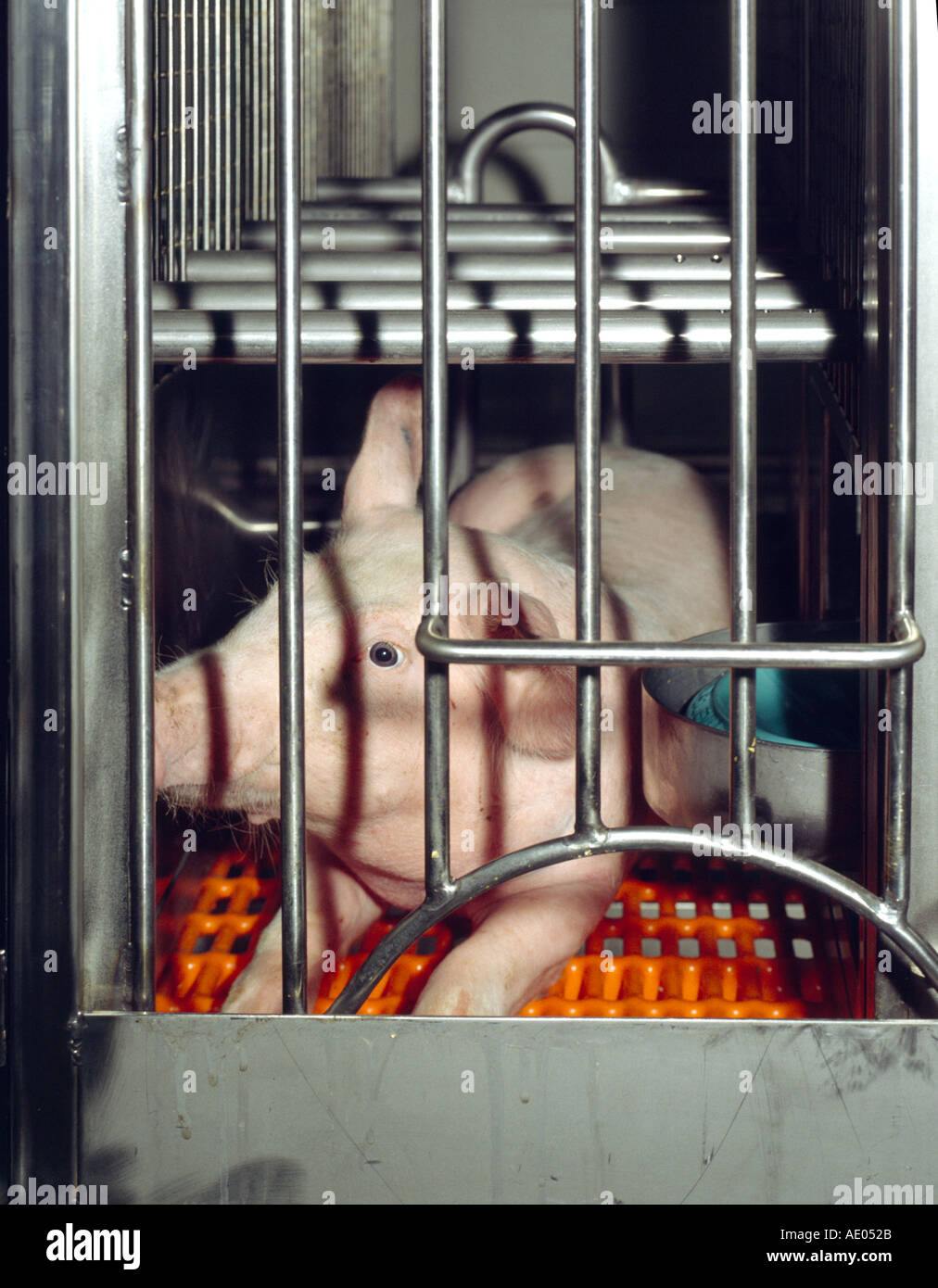 Pig experimental animal hi-res stock photography and images - Alamy