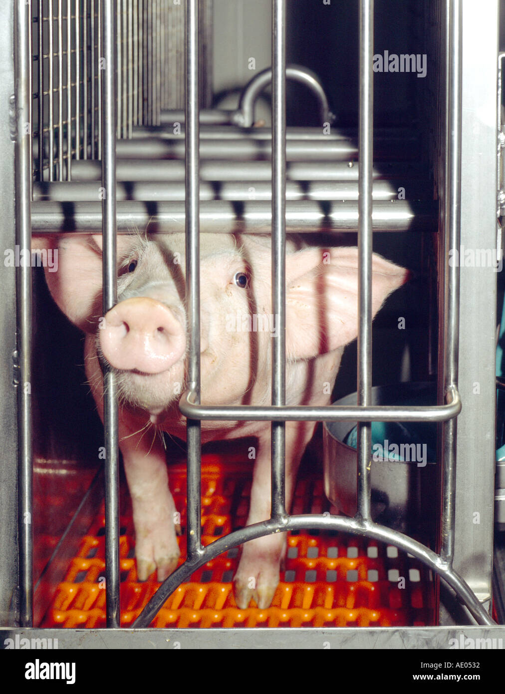 Pig experimental animal hi-res stock photography and images - Alamy