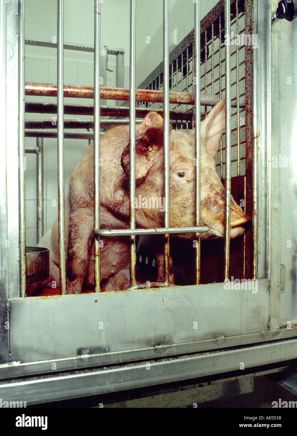 Pig experimental animal hi-res stock photography and images - Alamy