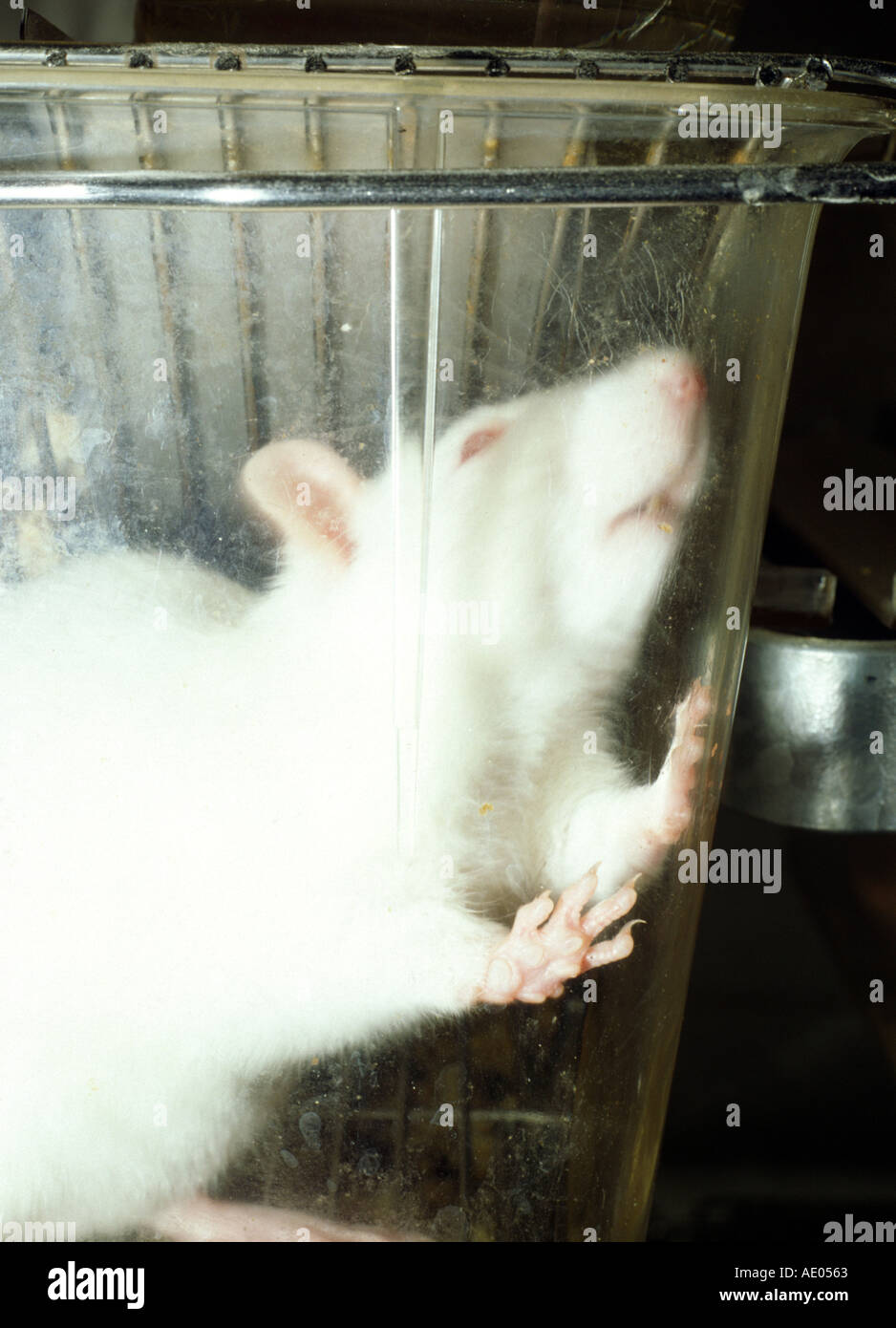 Animal research rat hi-res stock photography and images - Alamy