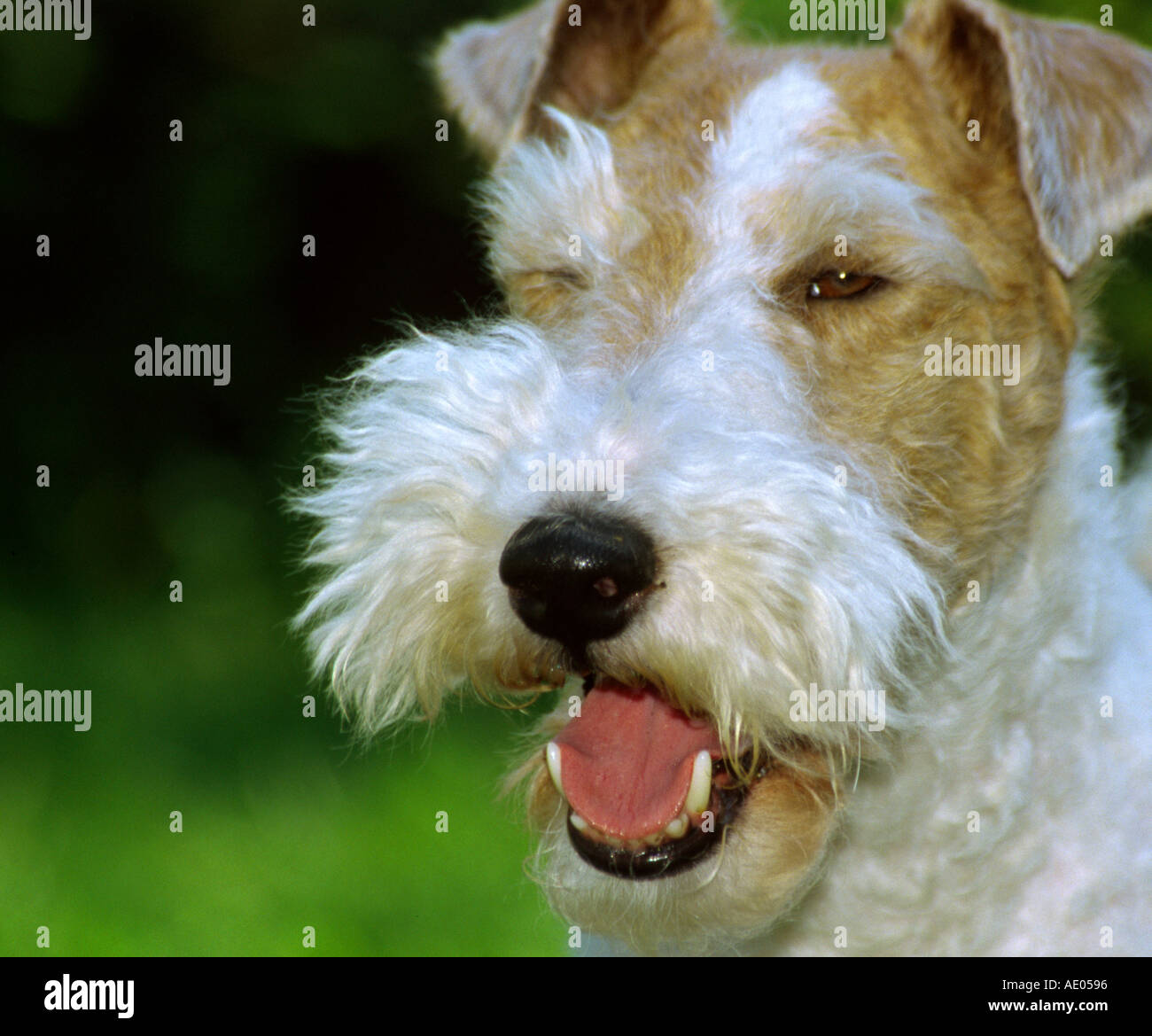 Foxterrier hi-res stock photography and images - Alamy
