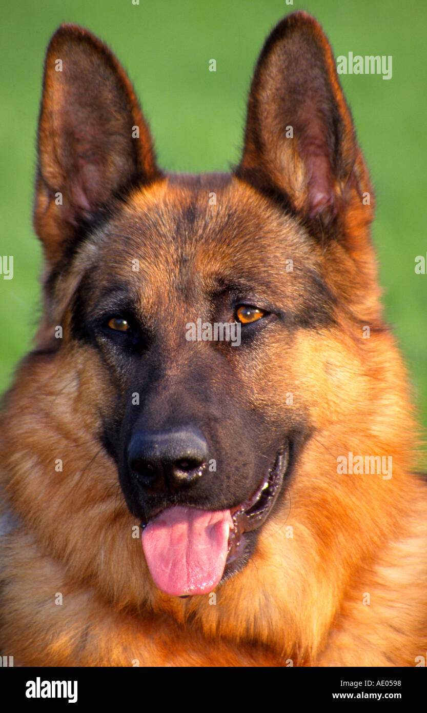 Deutscher Schaeferhund german shepherd dog Stock Photo - Alamy