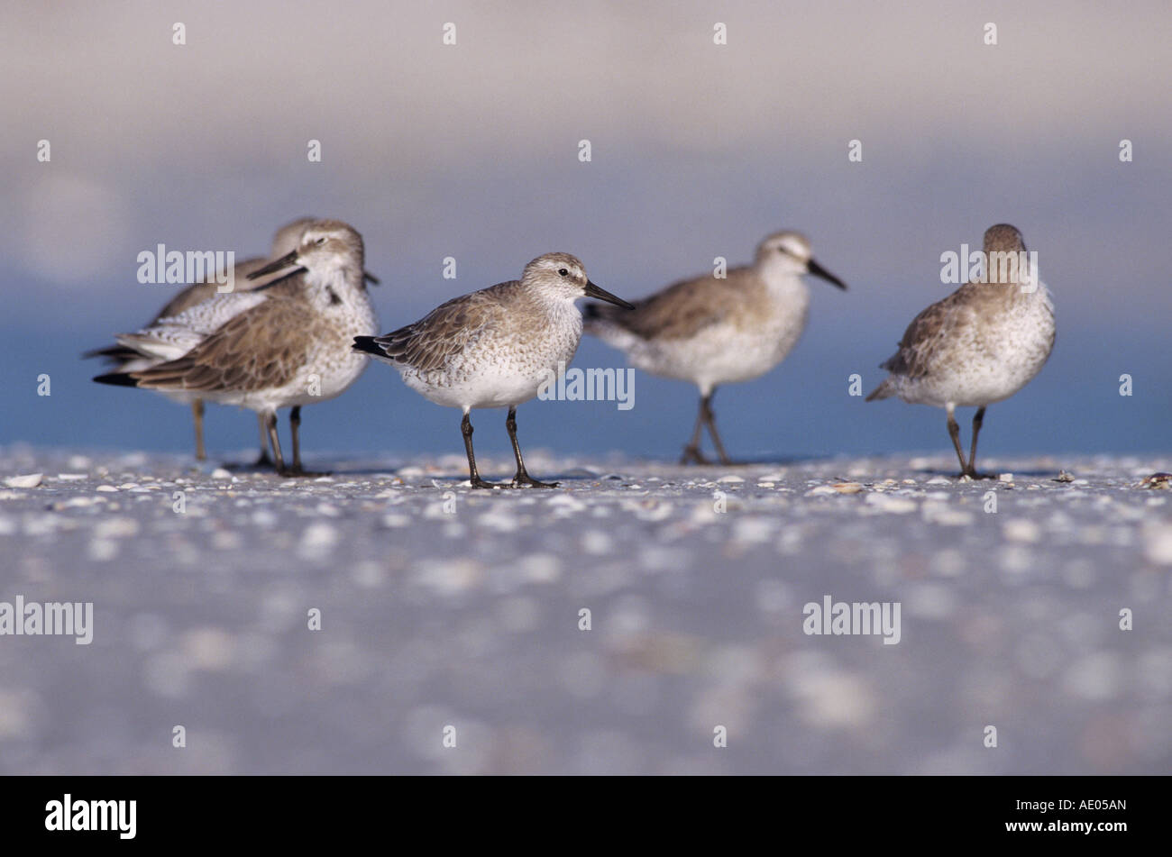 Red Knot Winter Plumage High Resolution Stock Photography and Images ...