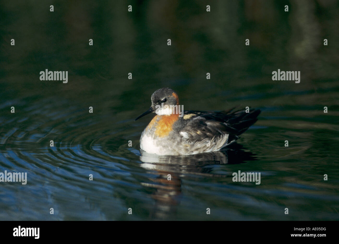 Phalaropes lobatus tundra hi-res stock photography and images - Alamy
