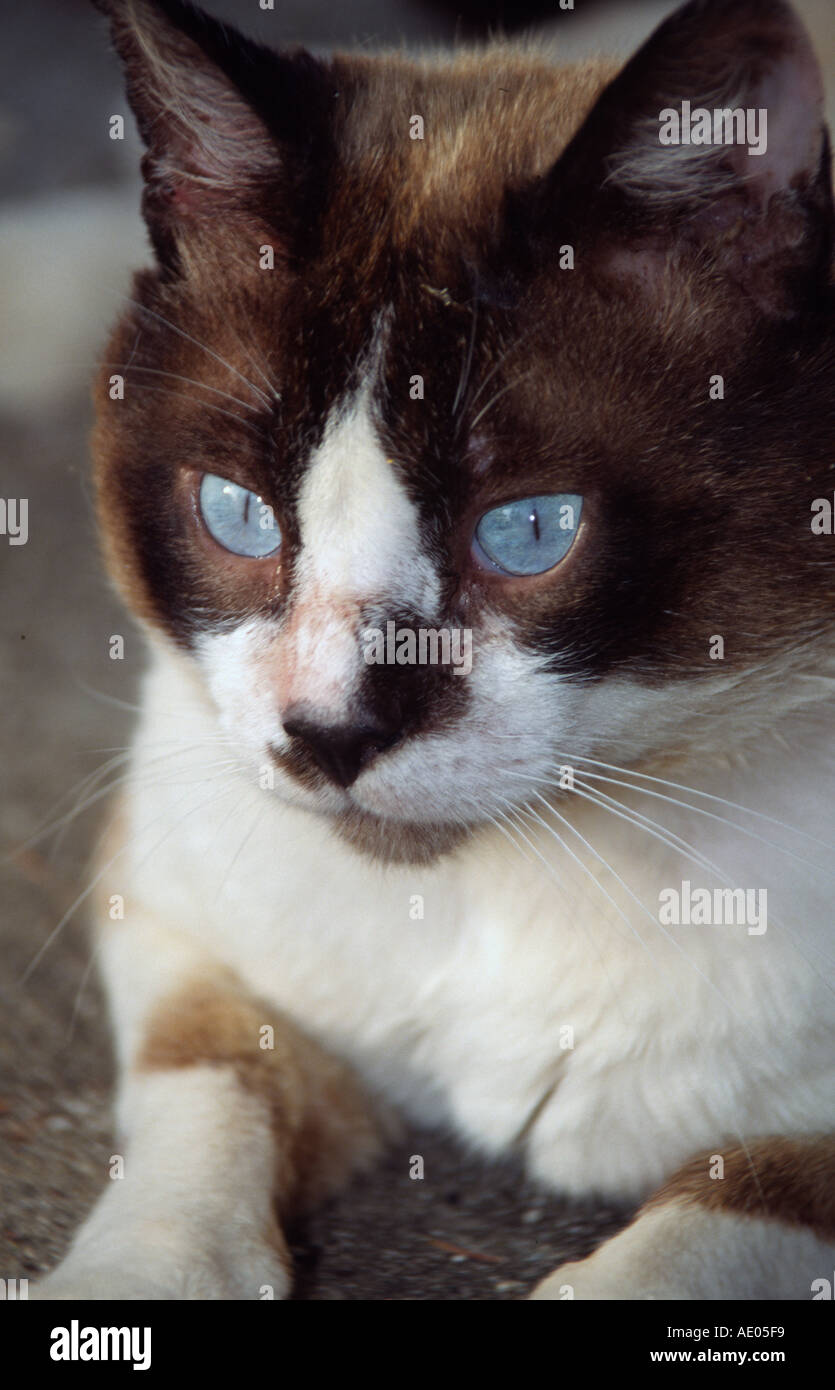 half breed Siam cat Stock Photo - Alamy