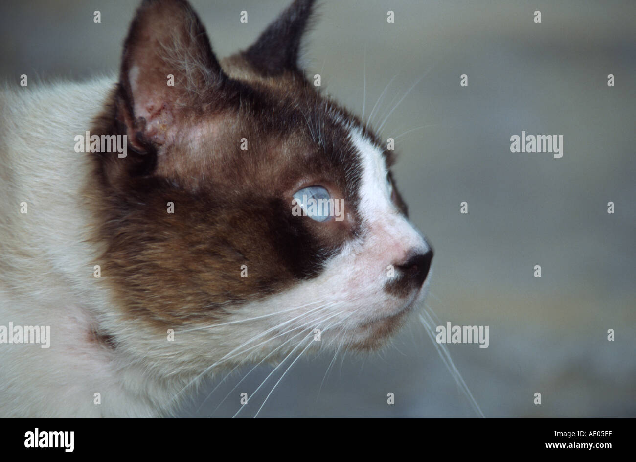 half breed Siam cat scouting Stock Photo - Alamy
