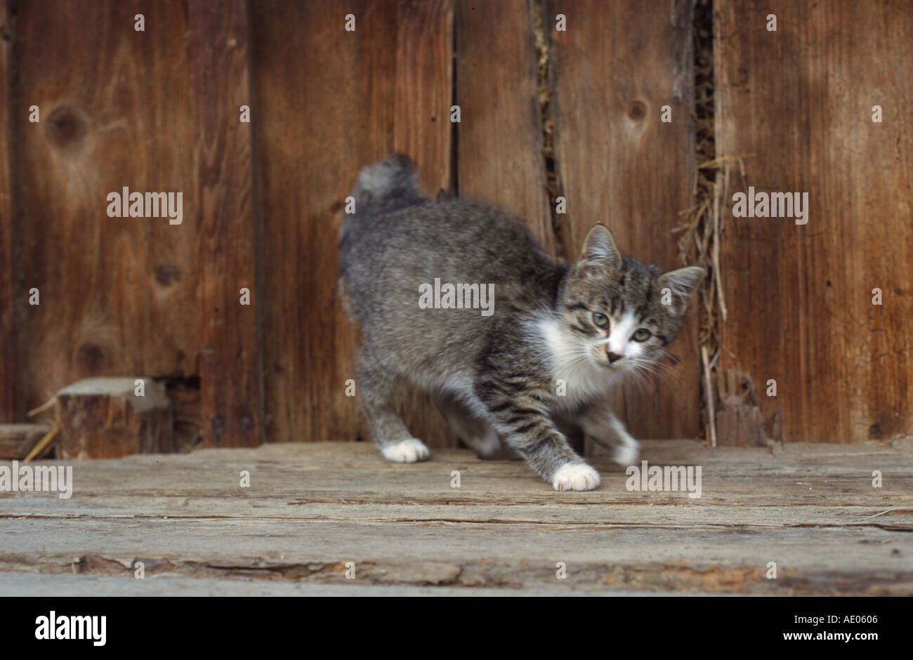 Playful little cat hi-res stock photography and images - Alamy